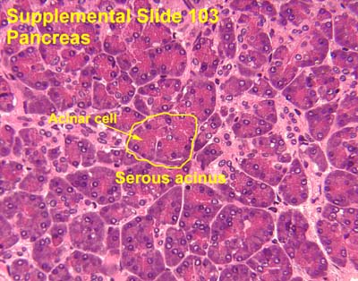 Liver Gall bladder Pancreas